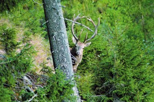 Das Abwerfen des Geweihs beim Rotwild – OÖ LJV